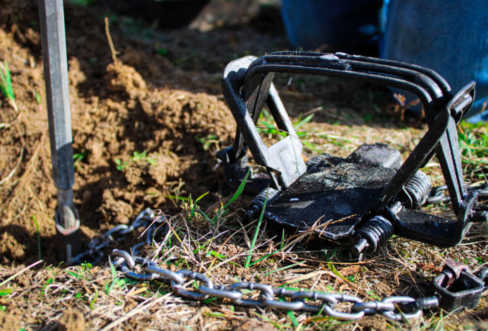 Trap Prep 101: Trap Preparation Tips for New Trappers – Minnesota ...