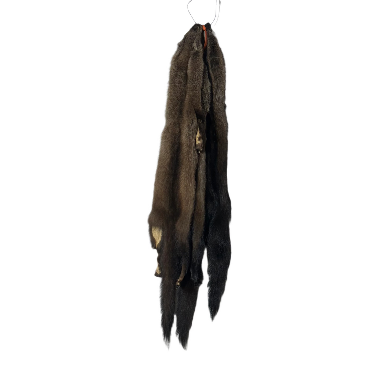 Fisher - Professionally Tanned Pelt – Minnesota Trapline Products