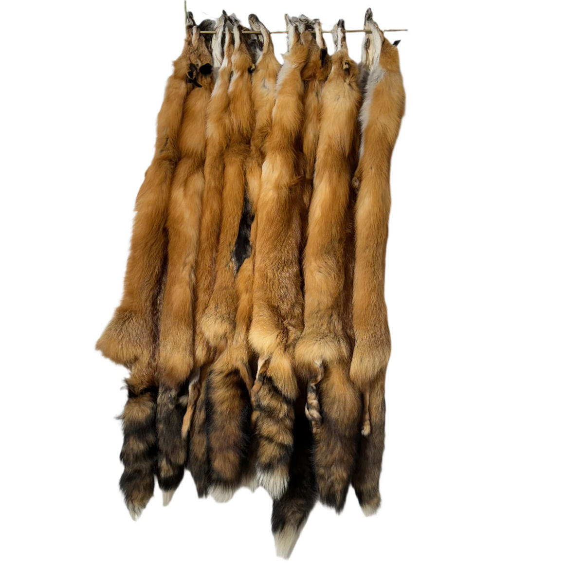 Red Fox - Wild - Professionally Tanned Pelt – Minnesota Trapline Products