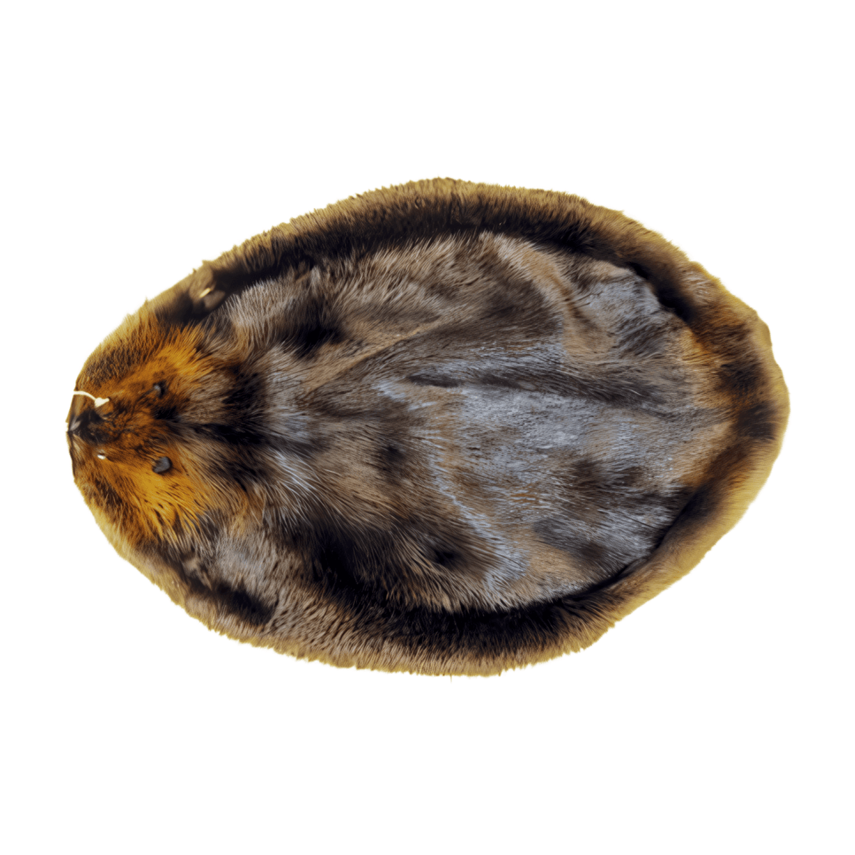 Beaver - Professionally Tanned Pelt – Minnesota Trapline Products